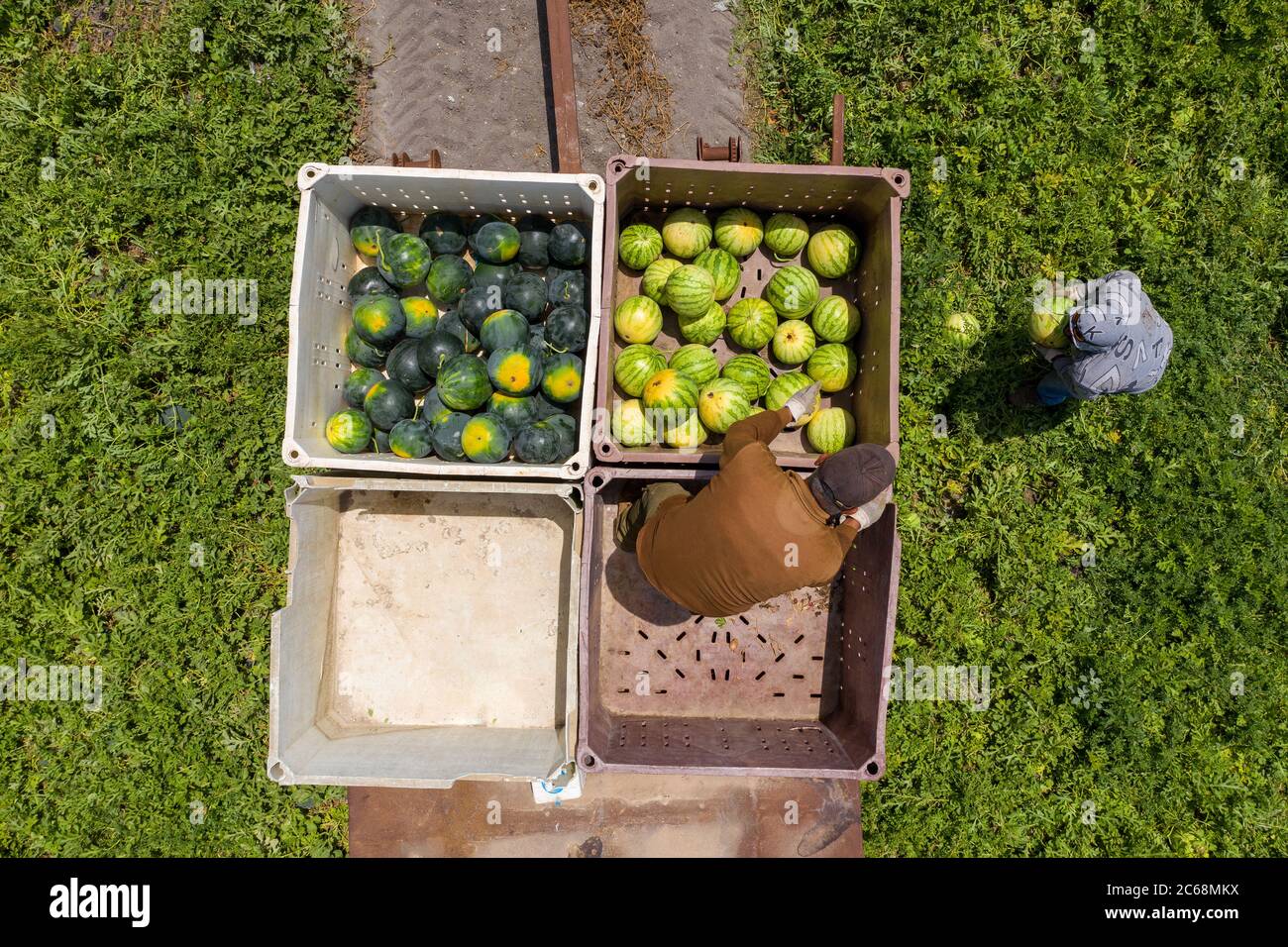 Watermelon harvest field workers hi-res stock photography and images ...