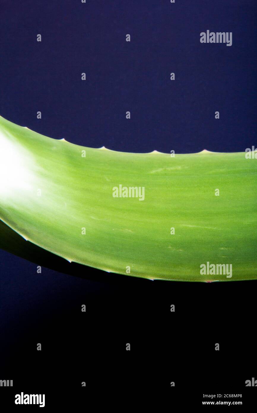Aloe texture hi-res stock photography and images - Alamy