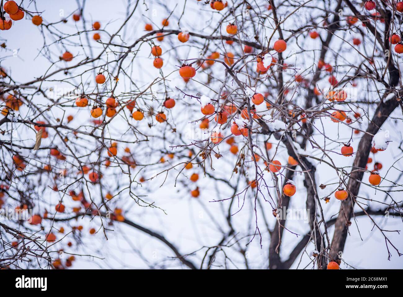 Orange fruit tree snow hi-res stock photography and images - Alamy