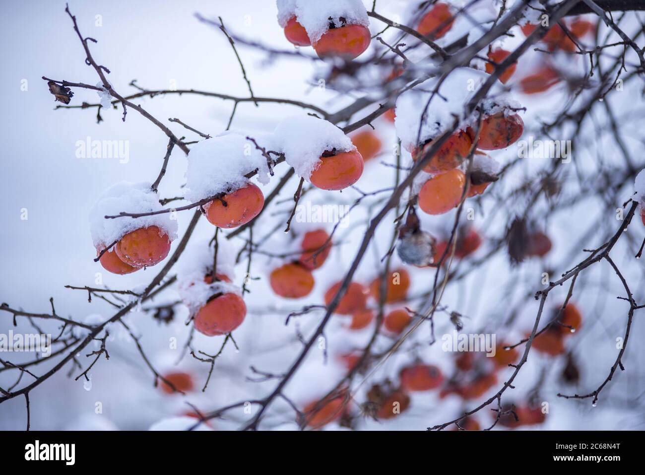 Orange Fruit Tree Snow High Resolution Stock Photography and Images - Alamy