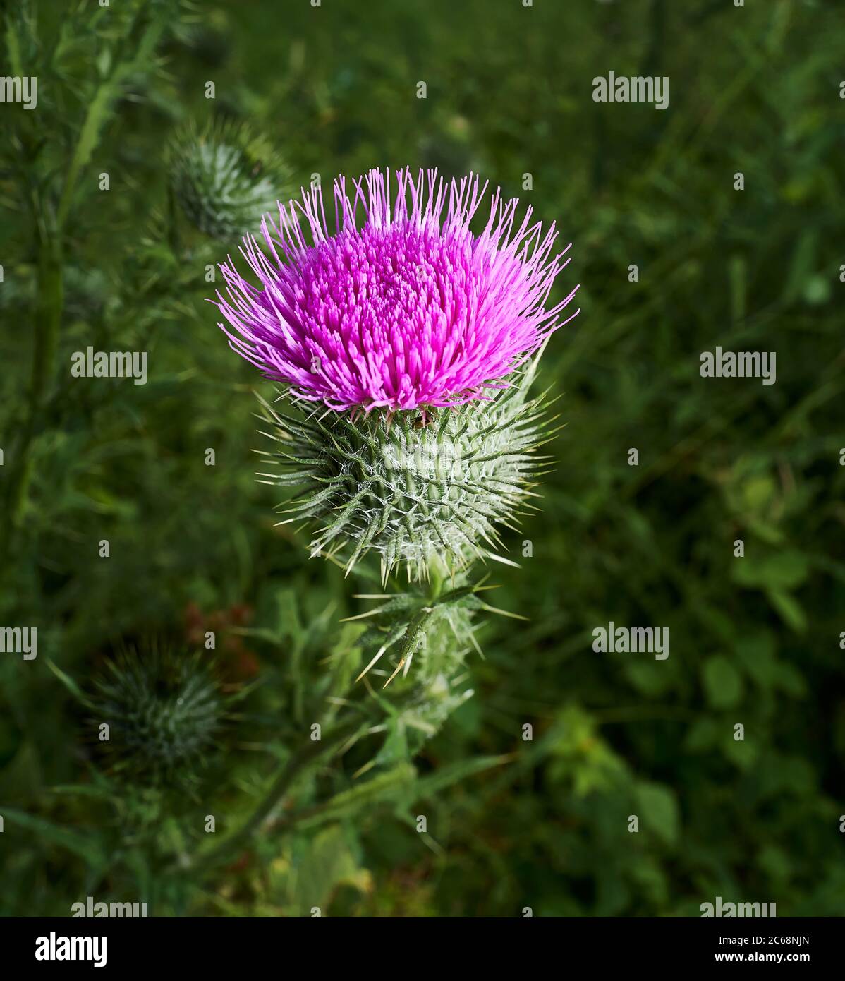 Pink and green prickly brook thistle (cirsium rivalure, atropurpureum ...