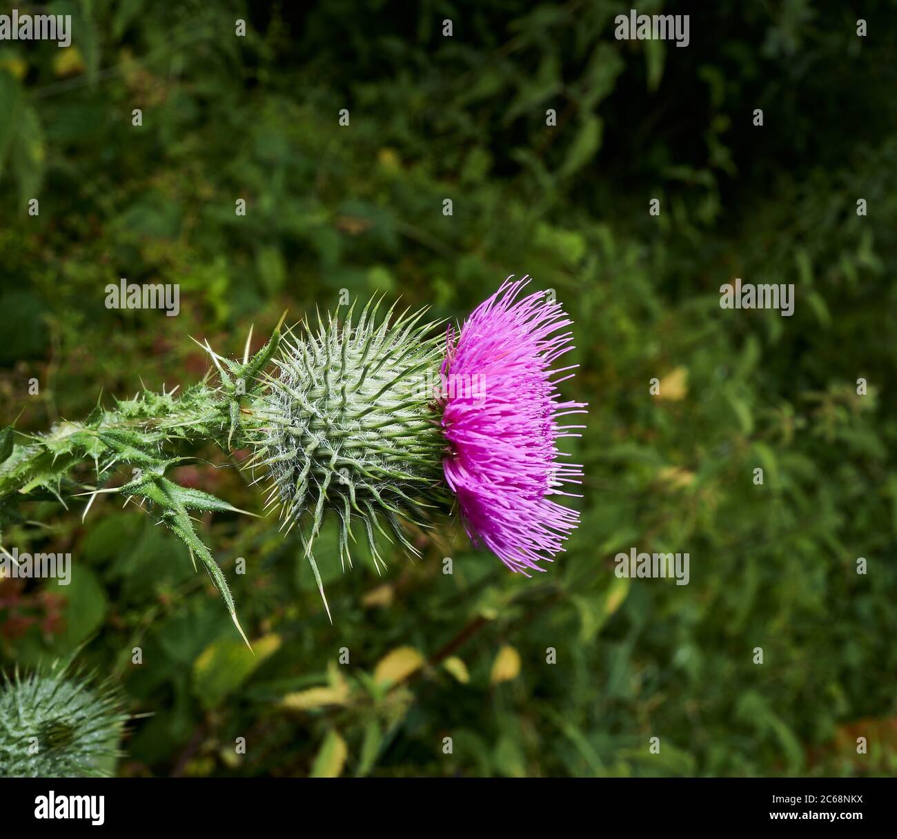 Pink and green prickly brook thistle (cirsium rivalure, atropurpureum ...