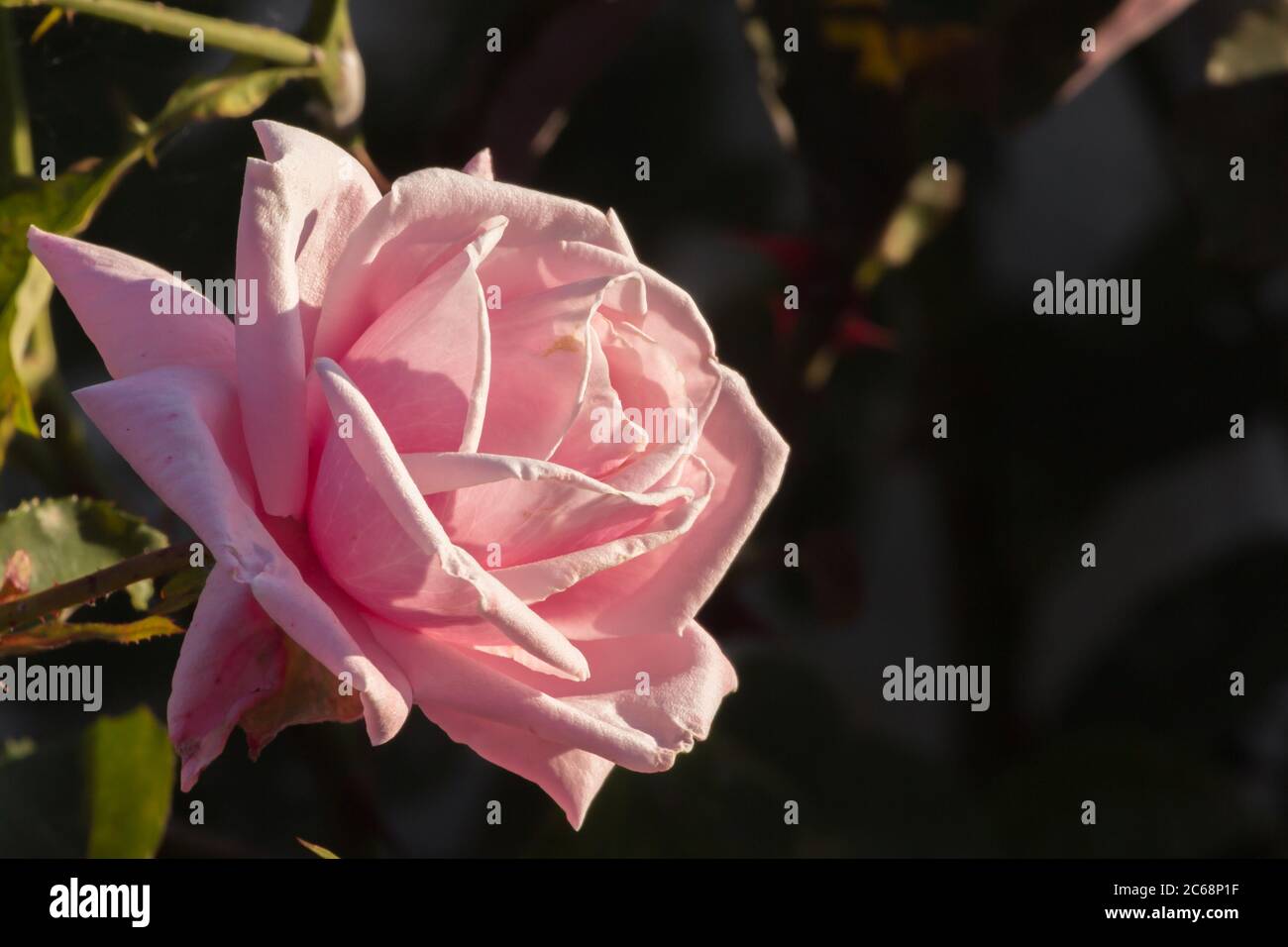 Schrebergarten germany hi-res stock photography and images - Alamy