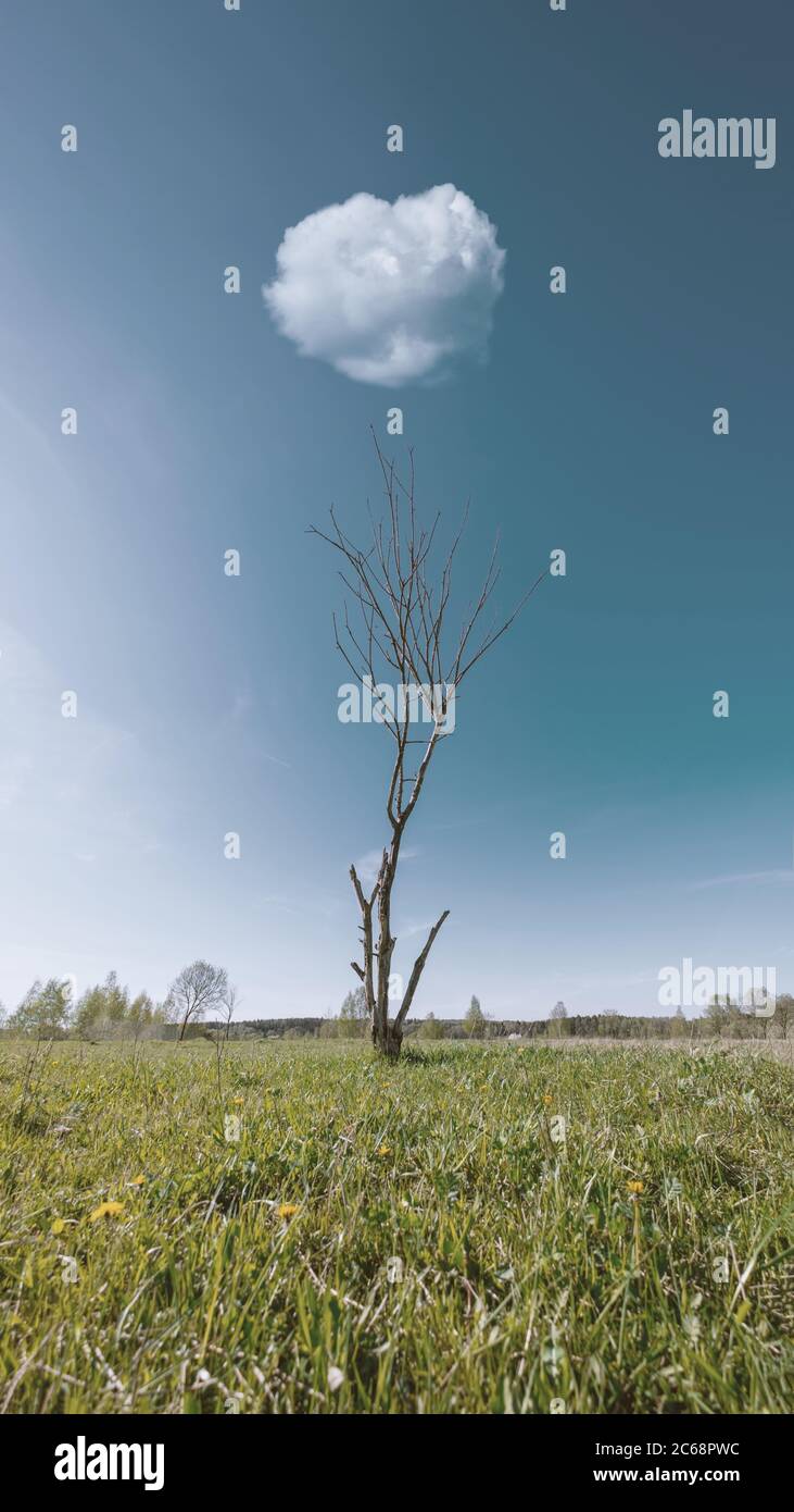 Dry tree without leaves with white cloud in green meadow. Problems of ...
