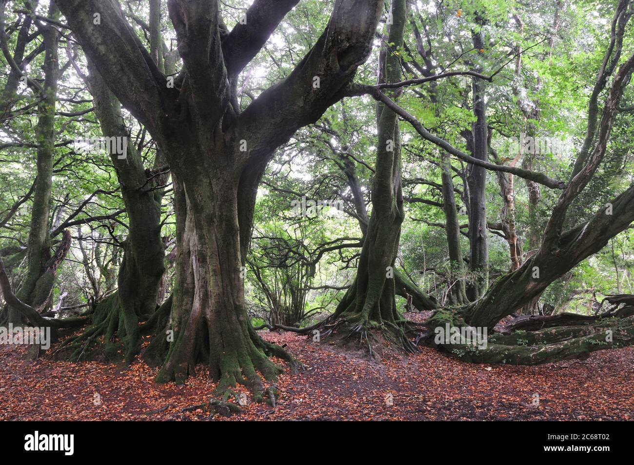 Beech trees on Lewesdon Hill, Dorset, UK Stock Photo - Alamy