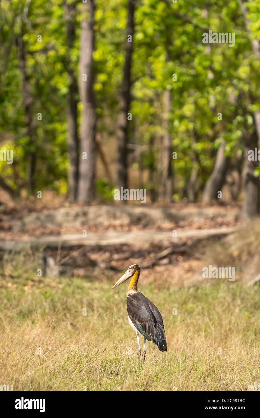 Lesser adjutant stork or Leptoptilos javanicus at bandhavgarh national ...
