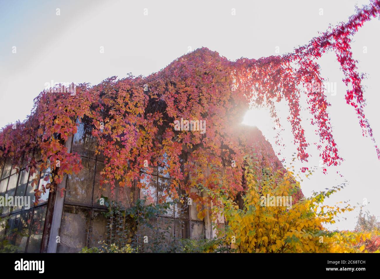 Coleus red roof hi-res stock photography and images - Alamy