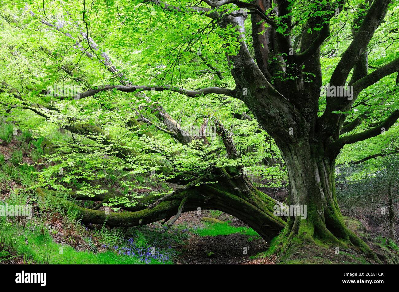 Beech trees on Lewesdon Hill, Dorset, UK Stock Photo - Alamy