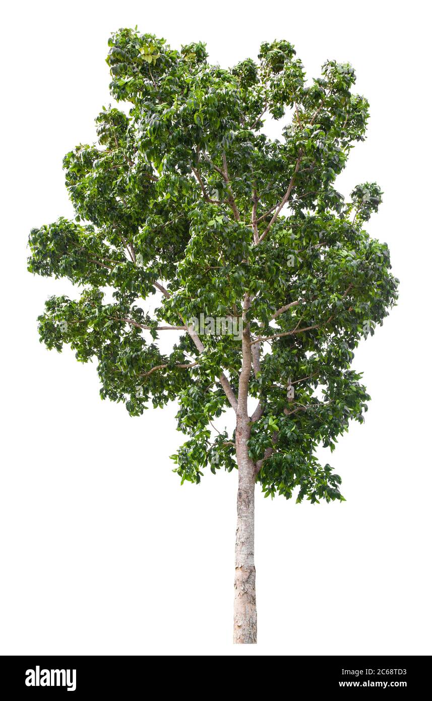 Beautiful green tree isolated on white background Stock Photo - Alamy