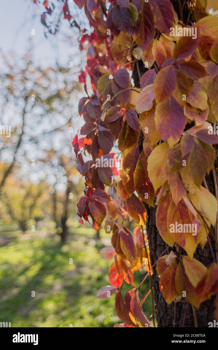 a large autumn leaves on a tree Stock Photo - Alamy