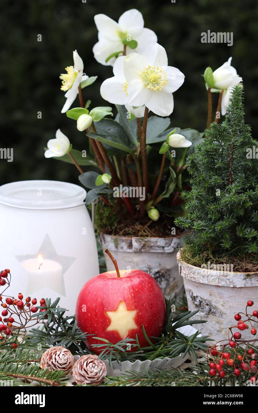 apple with star ornament and helleborus niger as christmas decoration ...