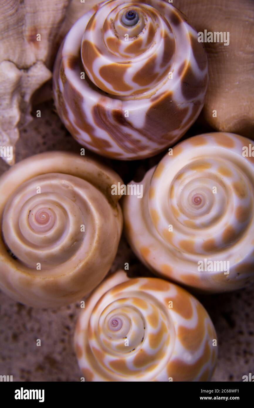 An amazing black and white photography of unique conch seashells near ...