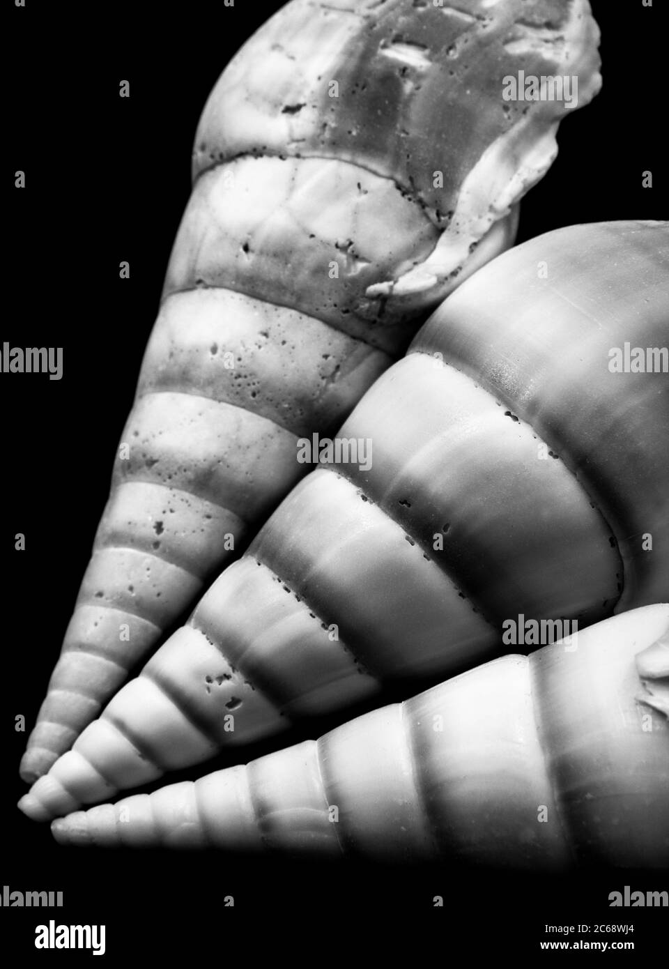 A close-up view of two horse cones oysters. Horse cones are members of ...