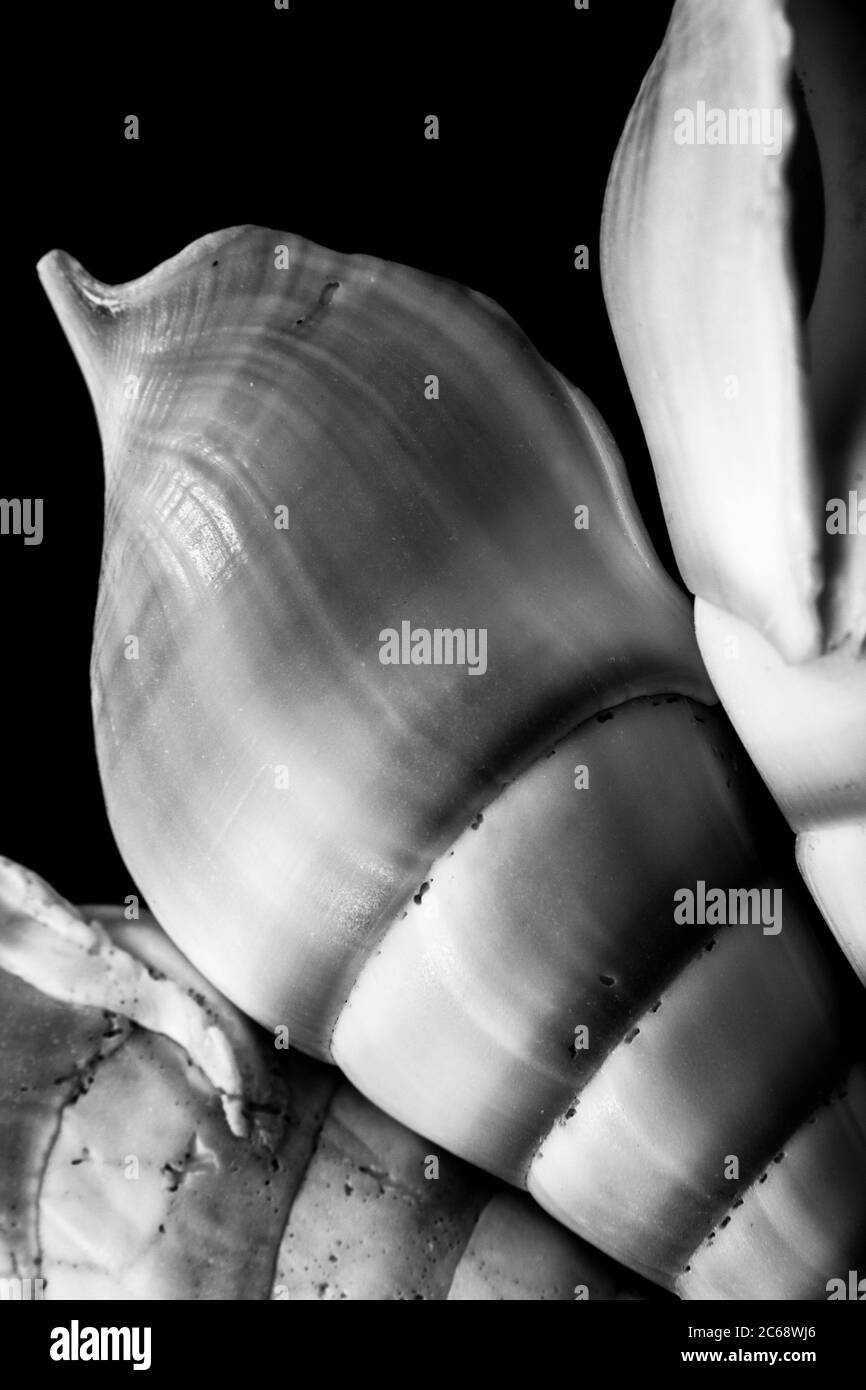 A close-up view of two horse cones oysters. Horse cones are members of ...
