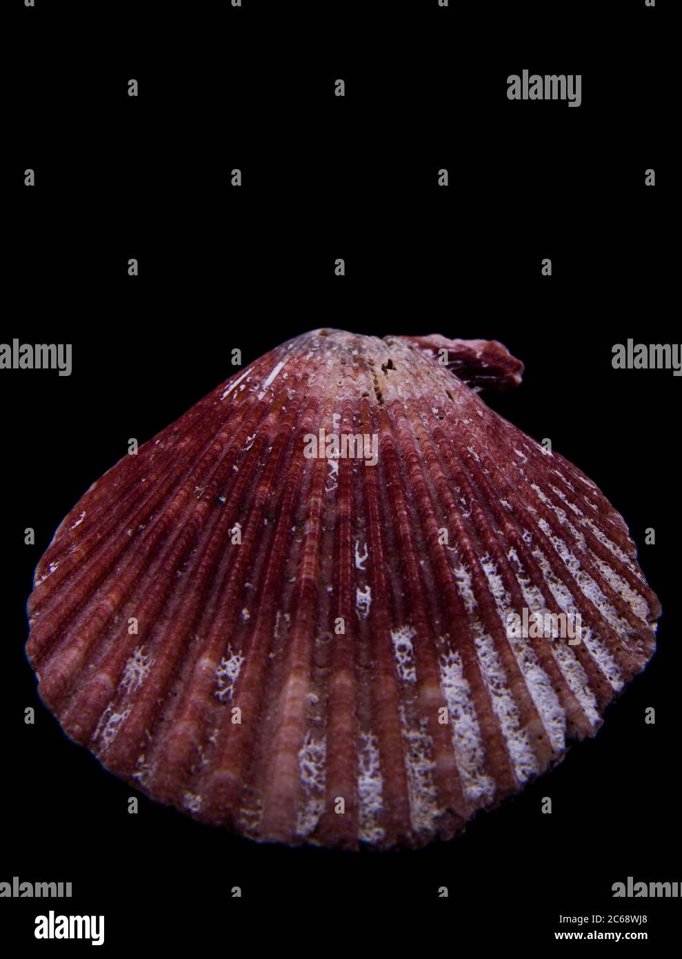 Beautiful image of oysters Stock Photo - Alamy