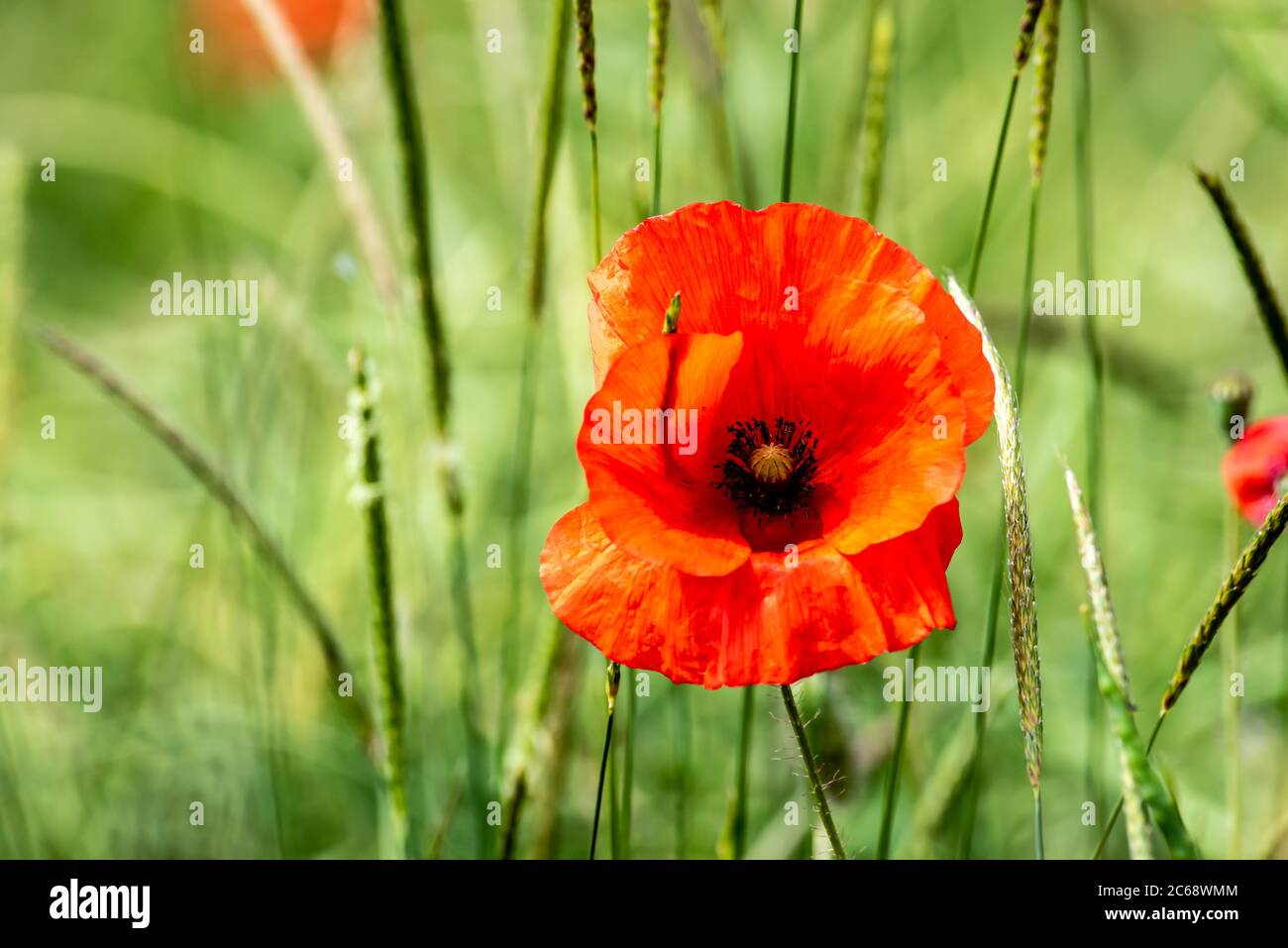 Mohnblumen hi-res stock photography and images - Alamy