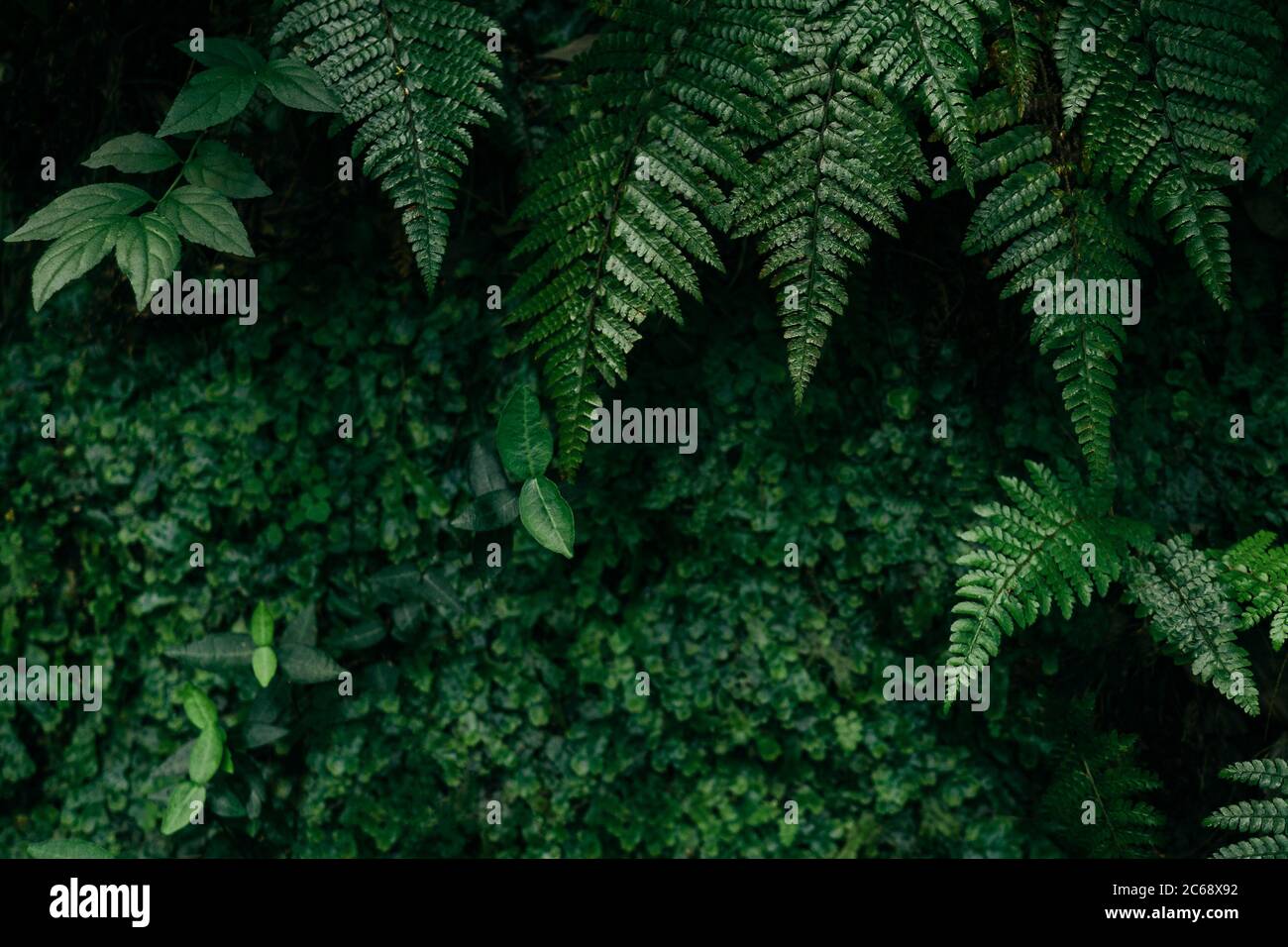 Green leaf texture with fern leaves. Place for text Stock Photo - Alamy