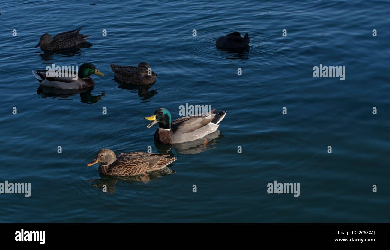 Phoenix park ducks hi-res stock photography and images - Alamy