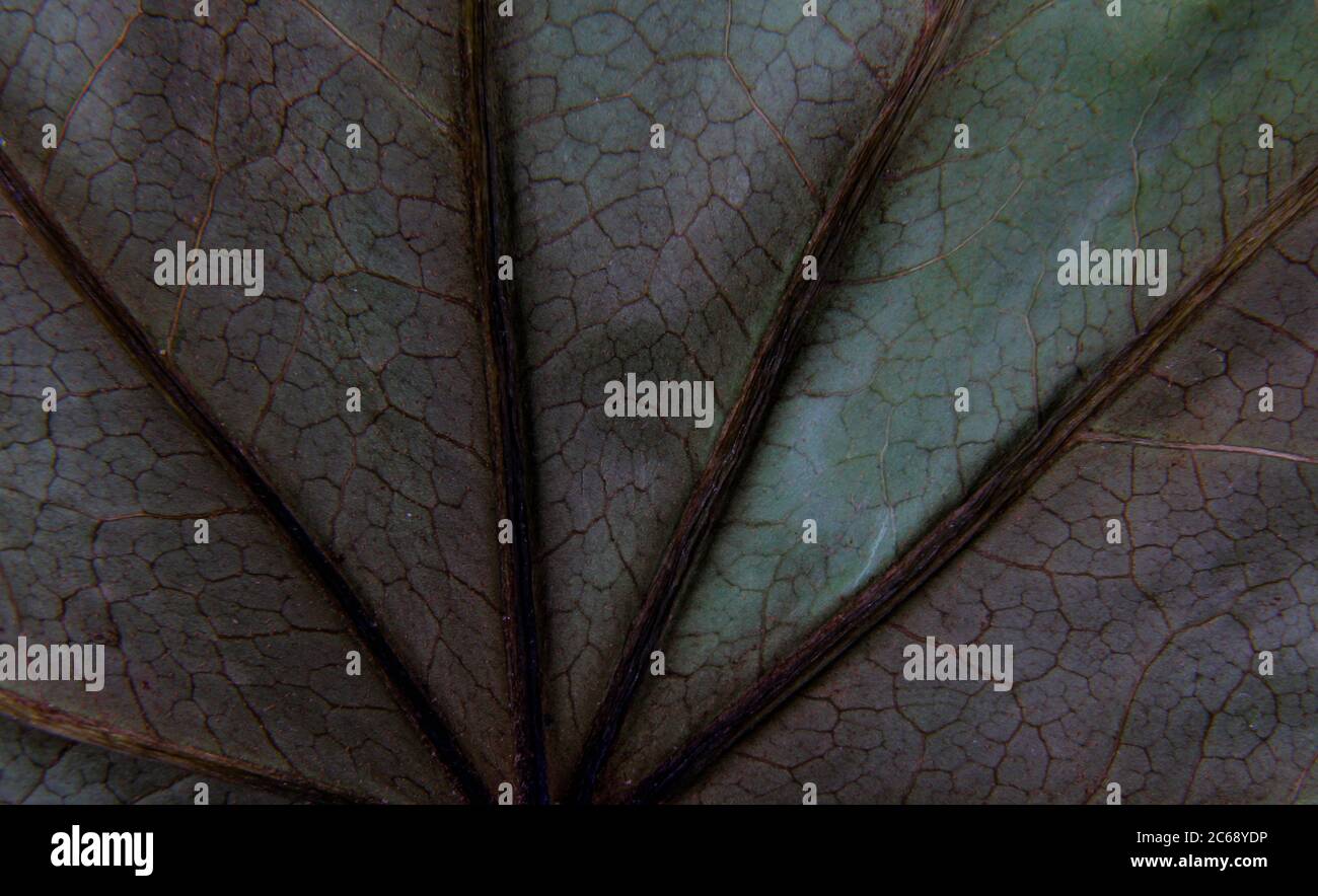 Microphyl leaves hi-res stock photography and images - Alamy