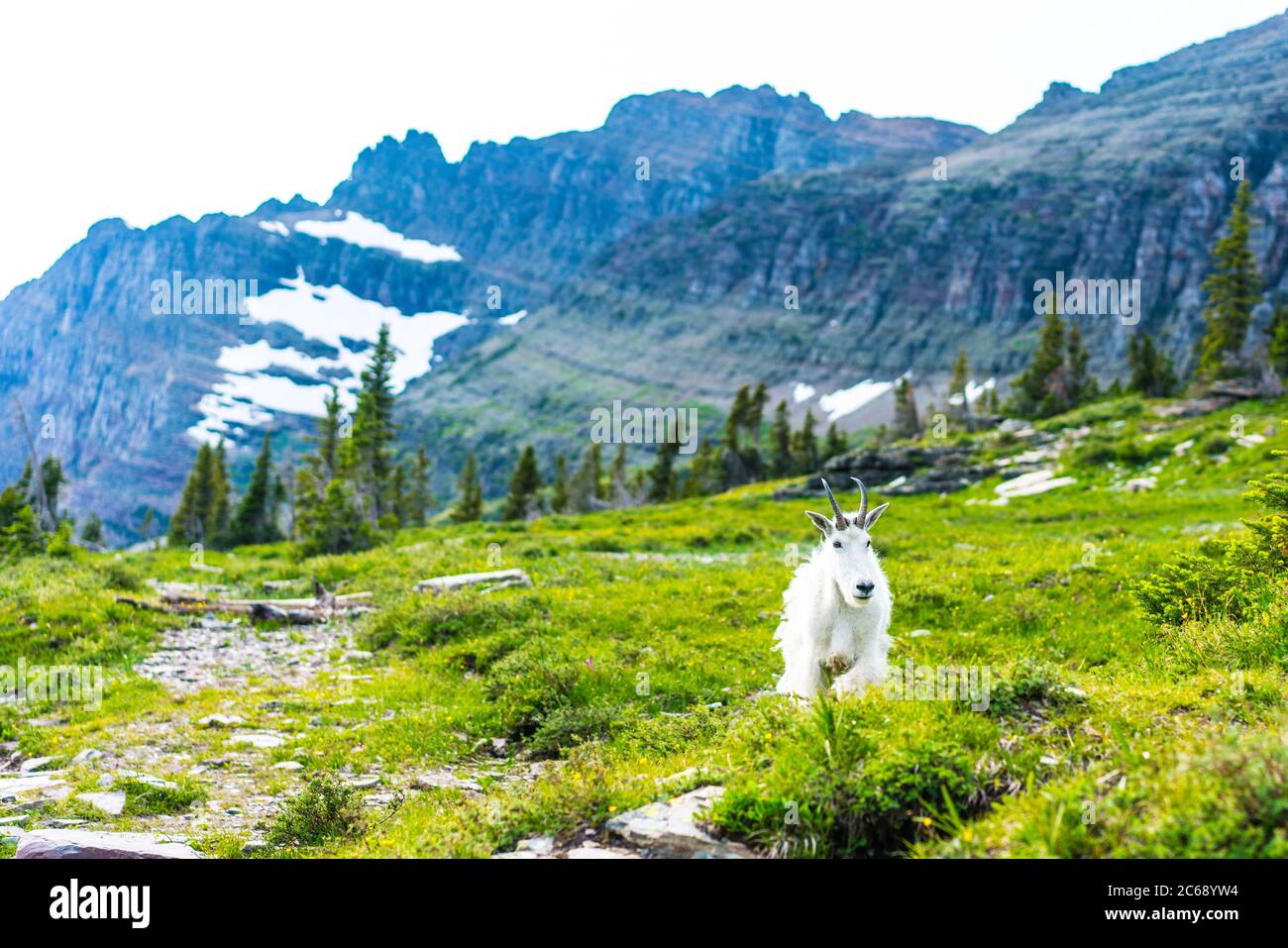 Glacier national park mountain goat animal mountains trail animal hi ...