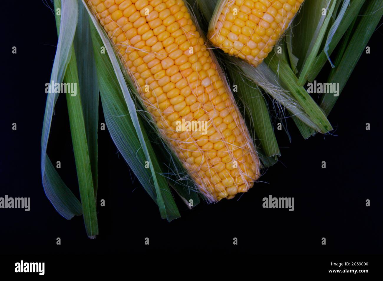 View a full corn with skin marked by large yellow grains with a black ...