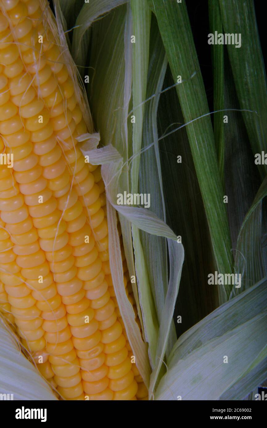 View a full corn with skin marked by large yellow grains with a black ...
