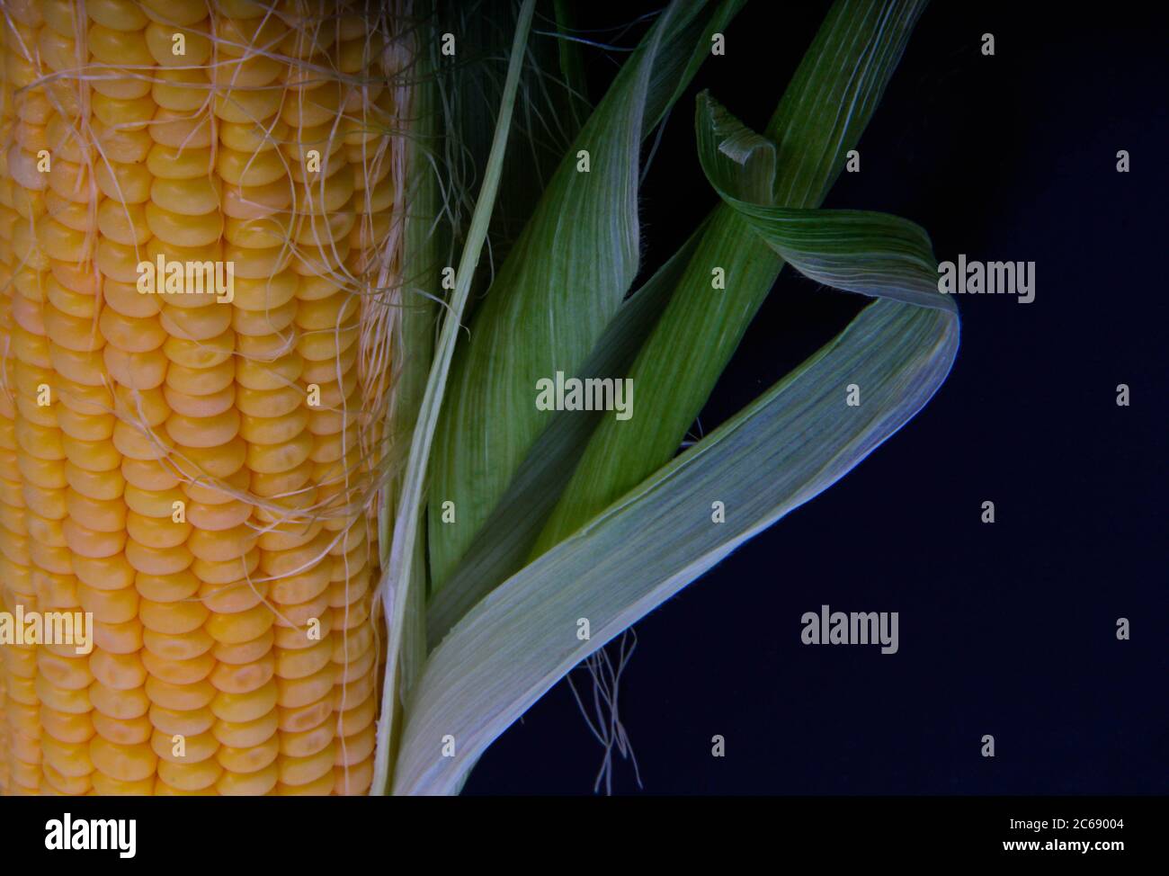 View a full corn with skin marked by large yellow grains with a black ...