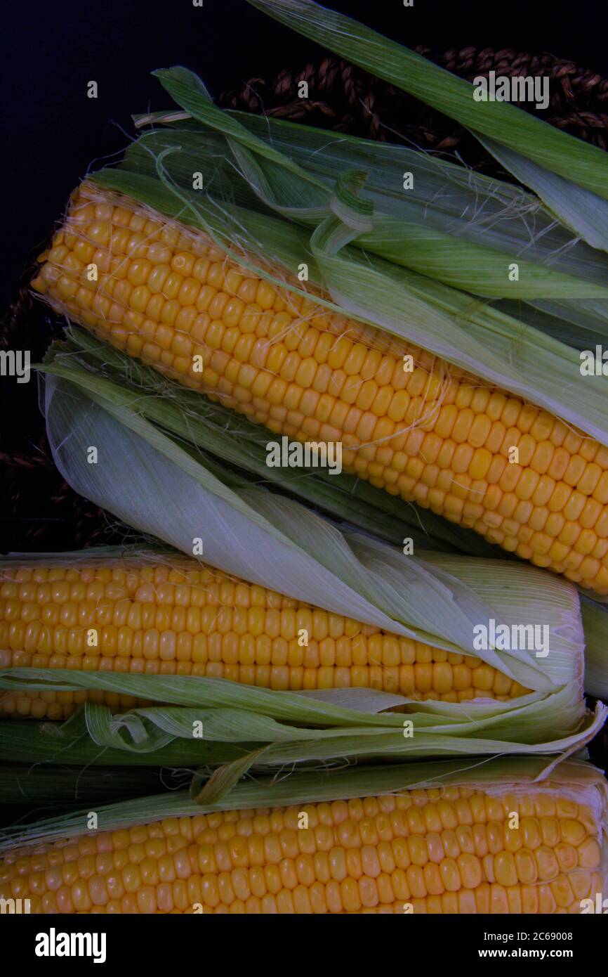 View a full corn with skin marked by large yellow grains with a black ...