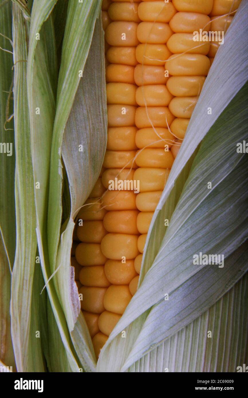 View a full corn with skin marked by large yellow grains with a black ...