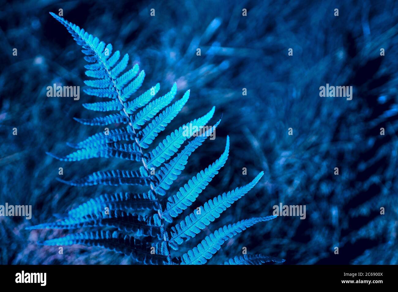 Close-up leaves fern. Blue tinting. Nature background Stock Photo - Alamy