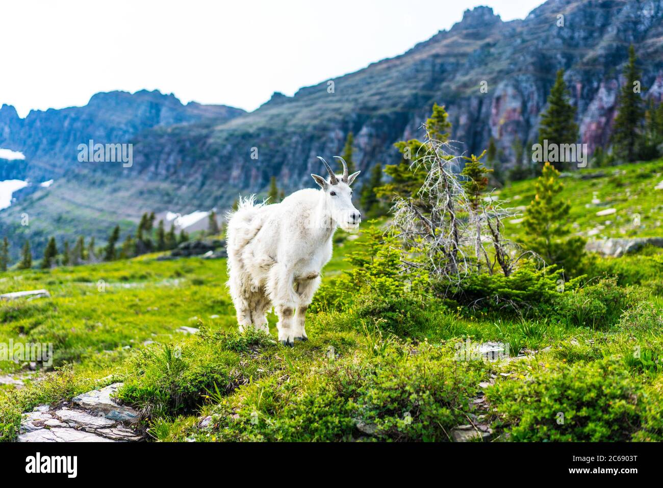 A wild mountain goat in Glacier National Park, Montana Stock Photo - Alamy