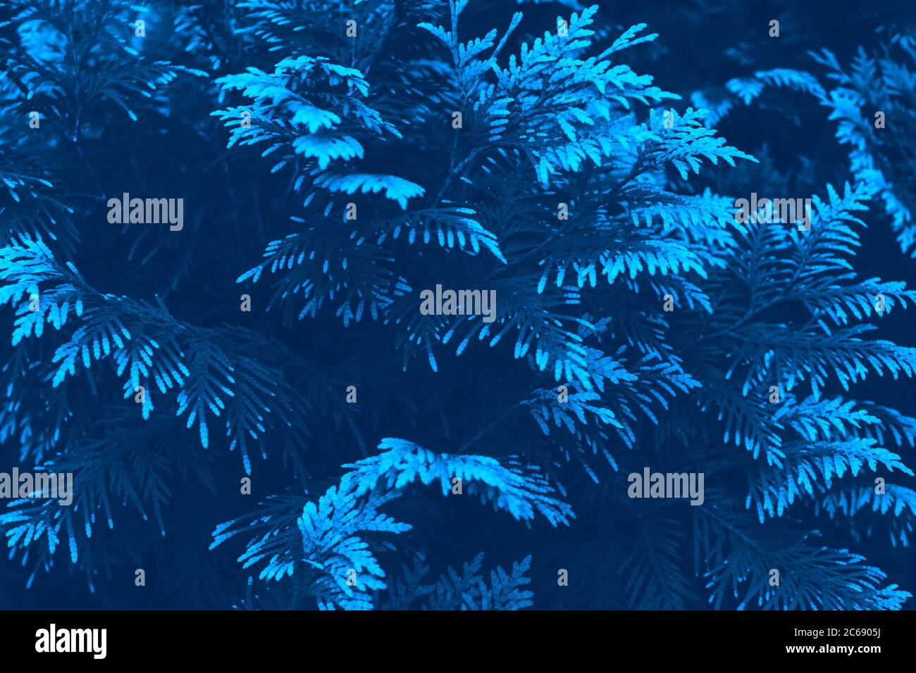 Blue leaves. Texture. Full frame. Beautiful background for your text ...