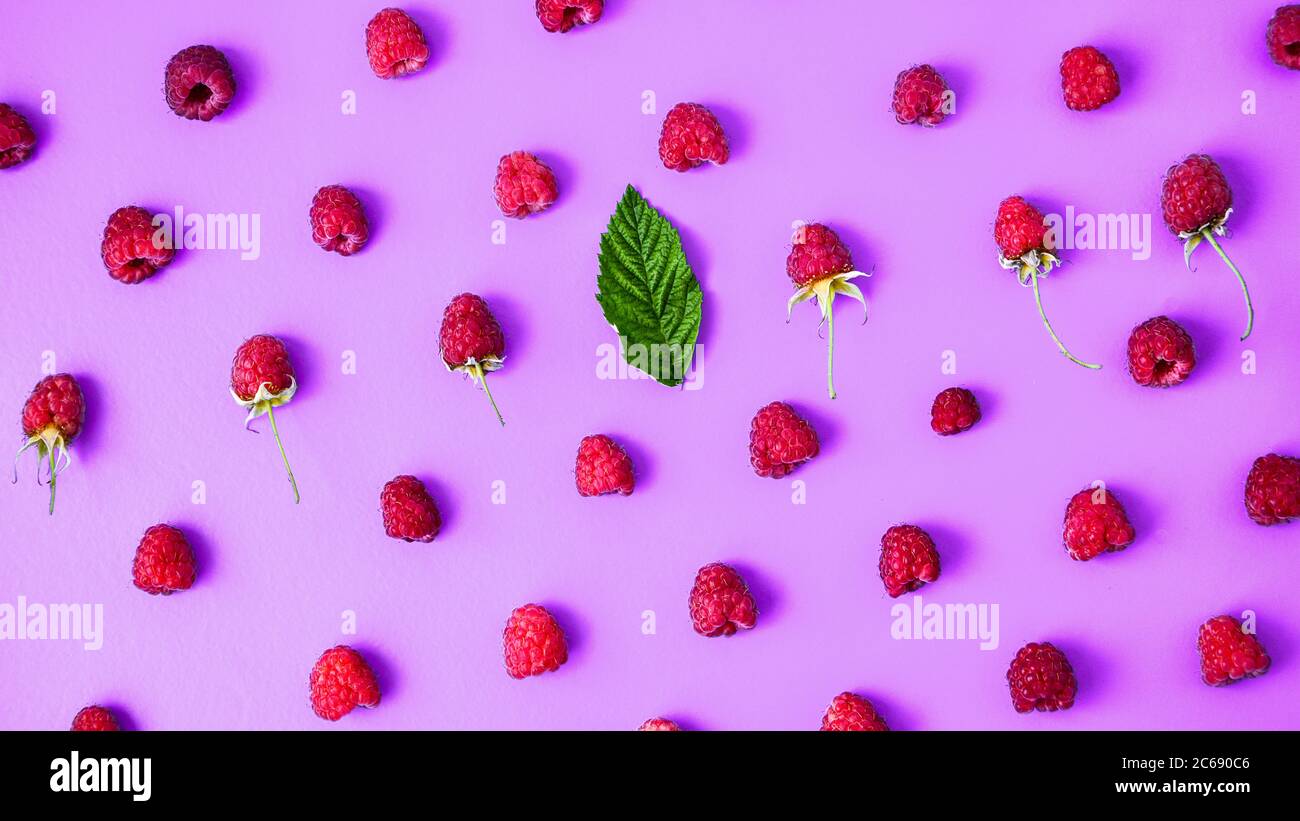 Pattern of ripe red raspberry on purple background. Creative layout of ...