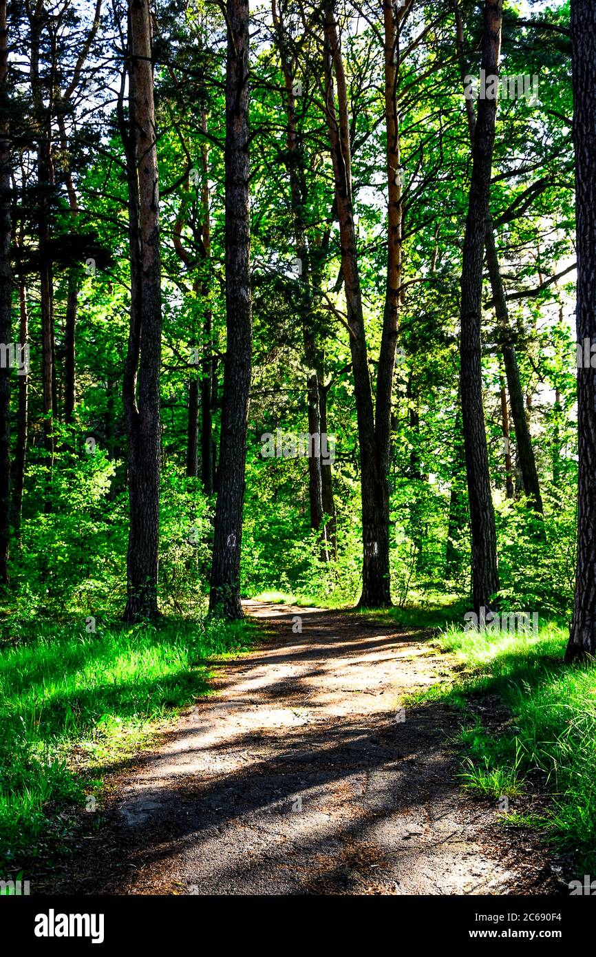 Road through beautiful and wild forest with sunlight through trees ...