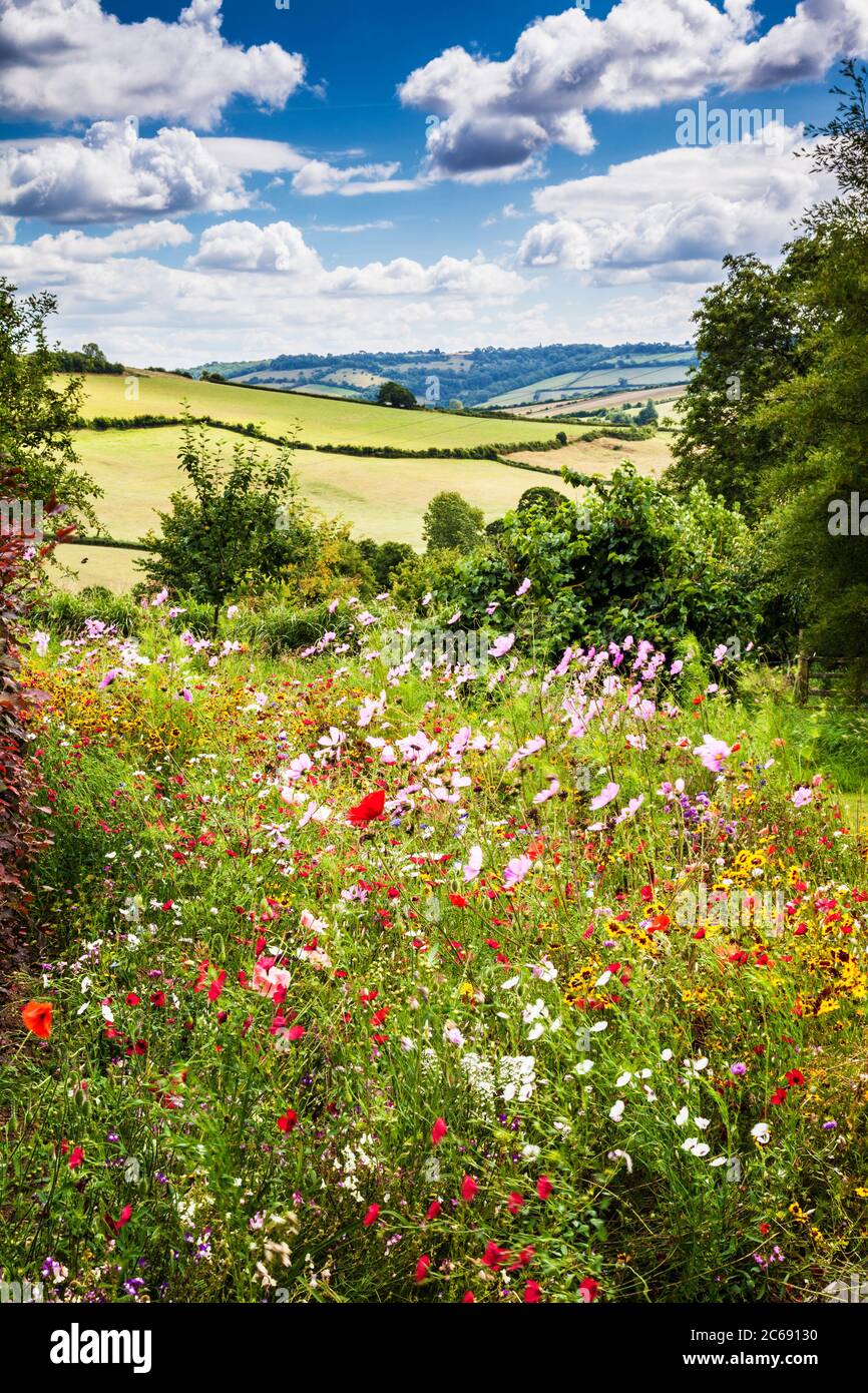 English wildflower meadow hi-res stock photography and images - Alamy