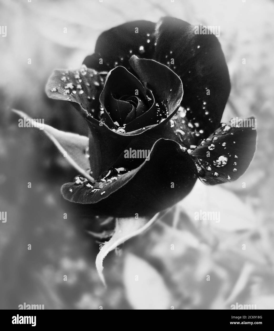 Red rose bud blooming flower Black and White Stock Photos & Images - Alamy
