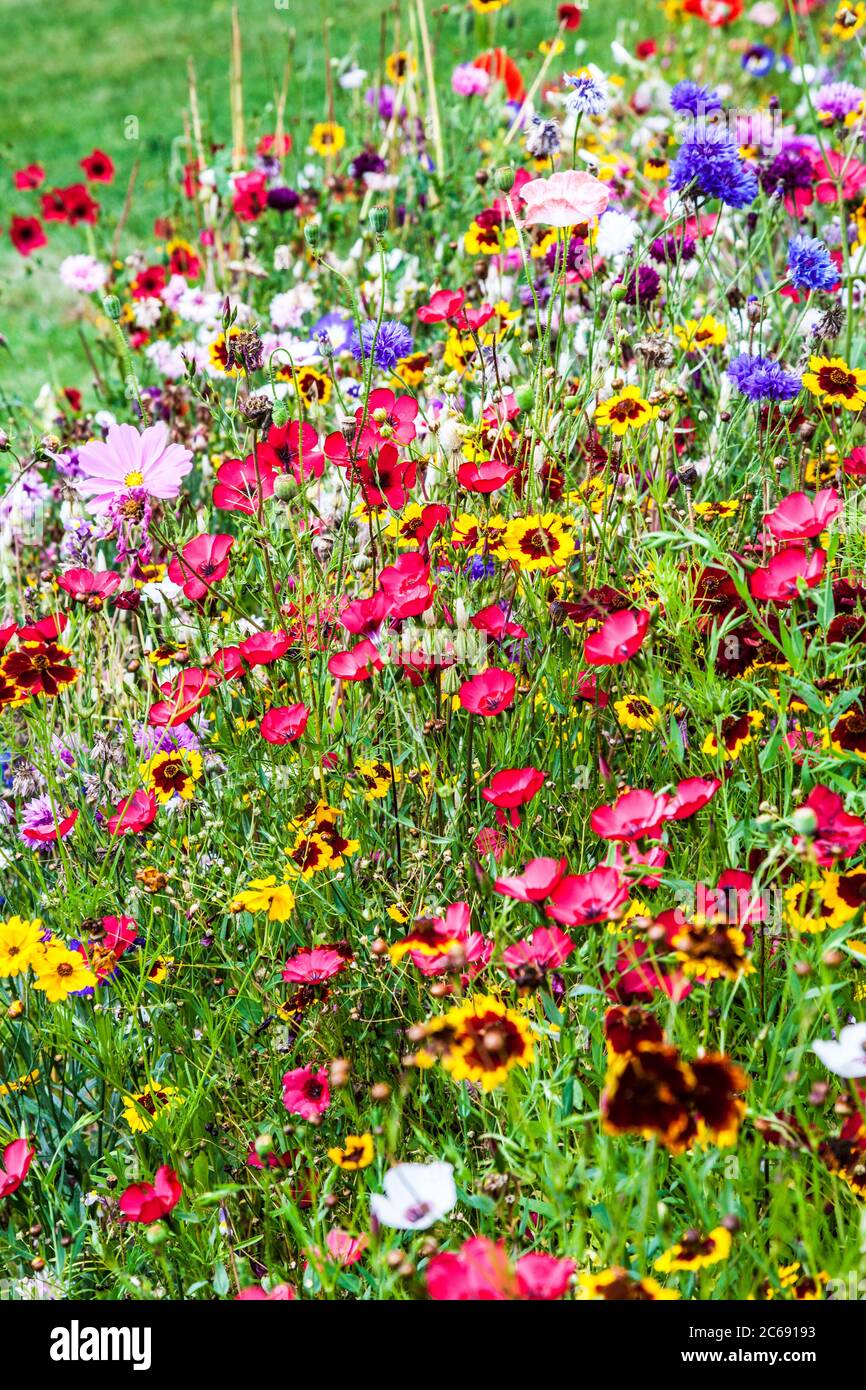 English meadow flowers hi-res stock photography and images - Alamy