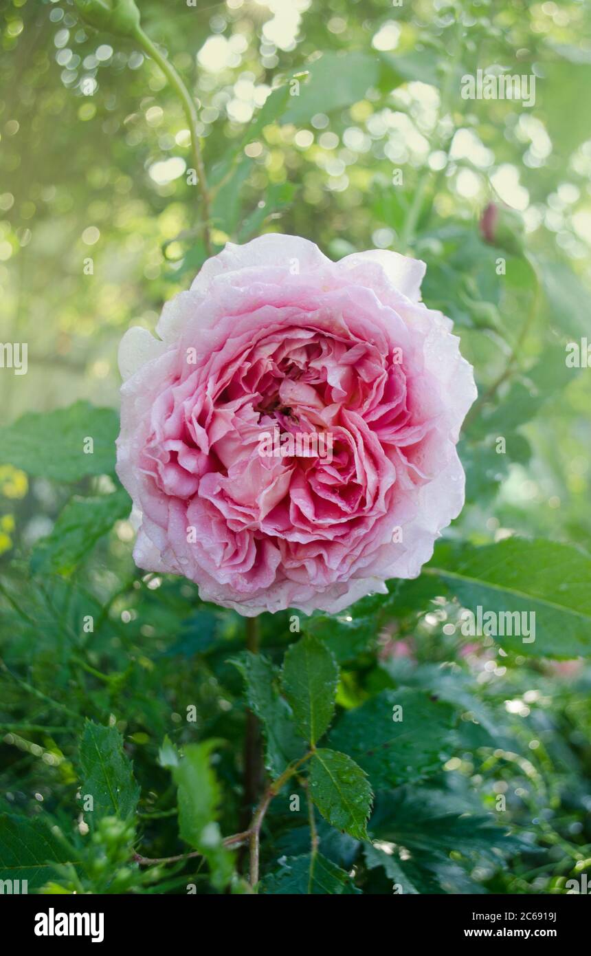 English rose in garden. English pink rose in the summer garden Stock ...