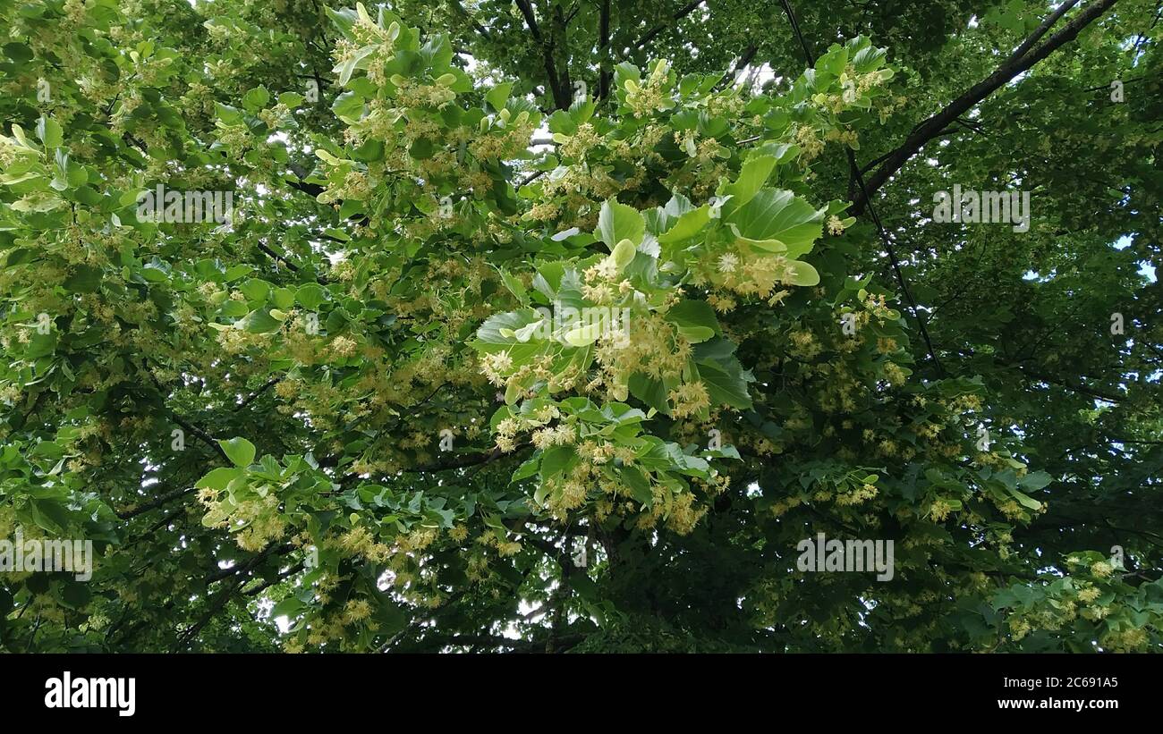 Blooming linden tree Stock Photo - Alamy
