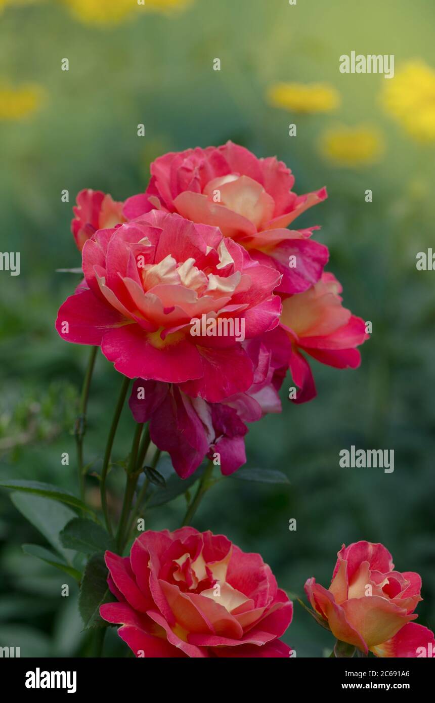 Beautiful red rose. Combining lemon yellow to red. Beautiful two tone ...