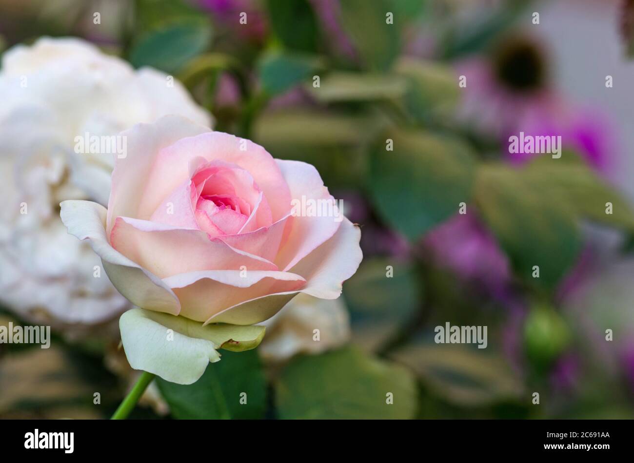 Summer beautiful pink roses flower. Climbing pink roses in garden Stock ...