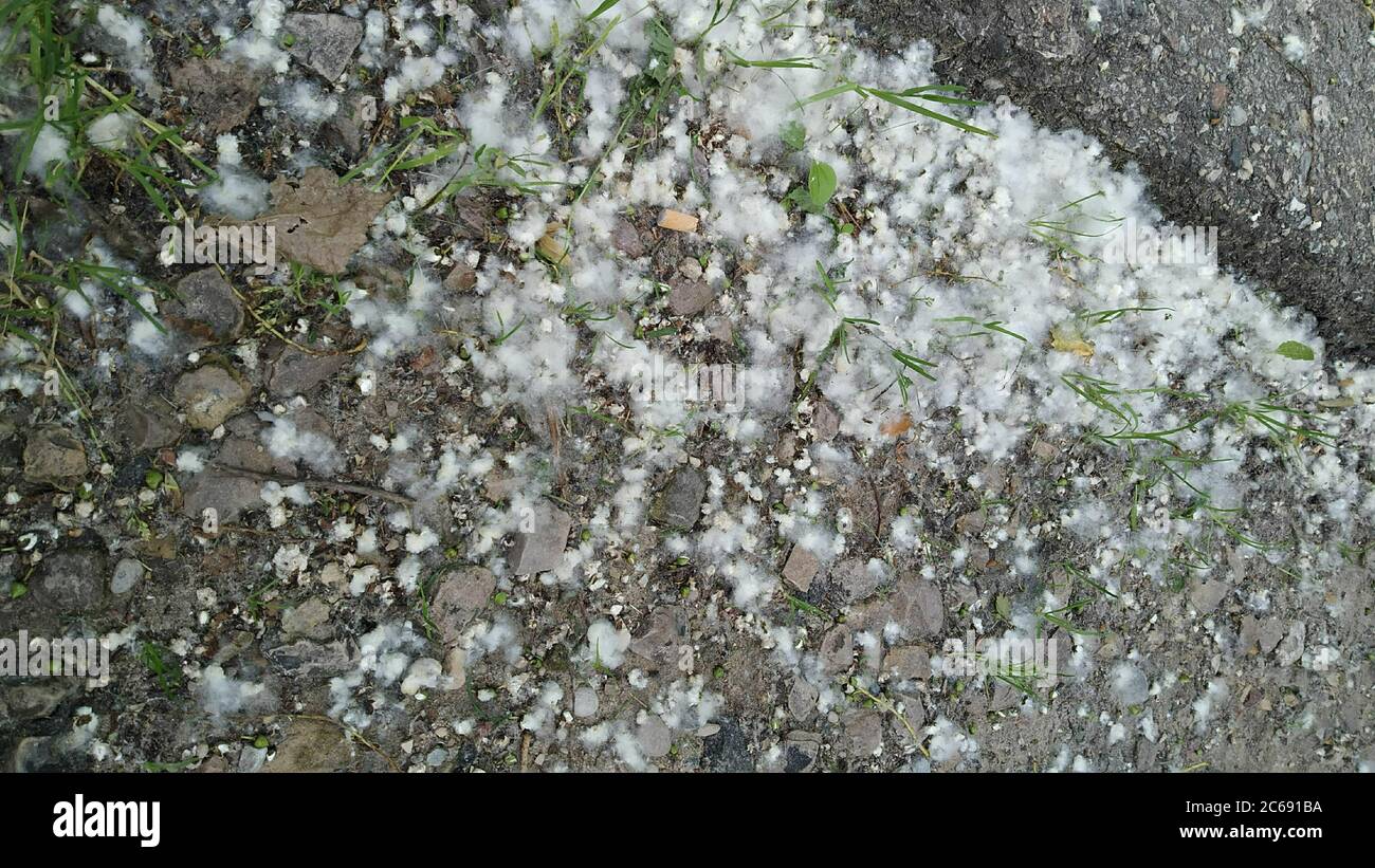 Poplar fluff on the side of the road Stock Photo - Alamy