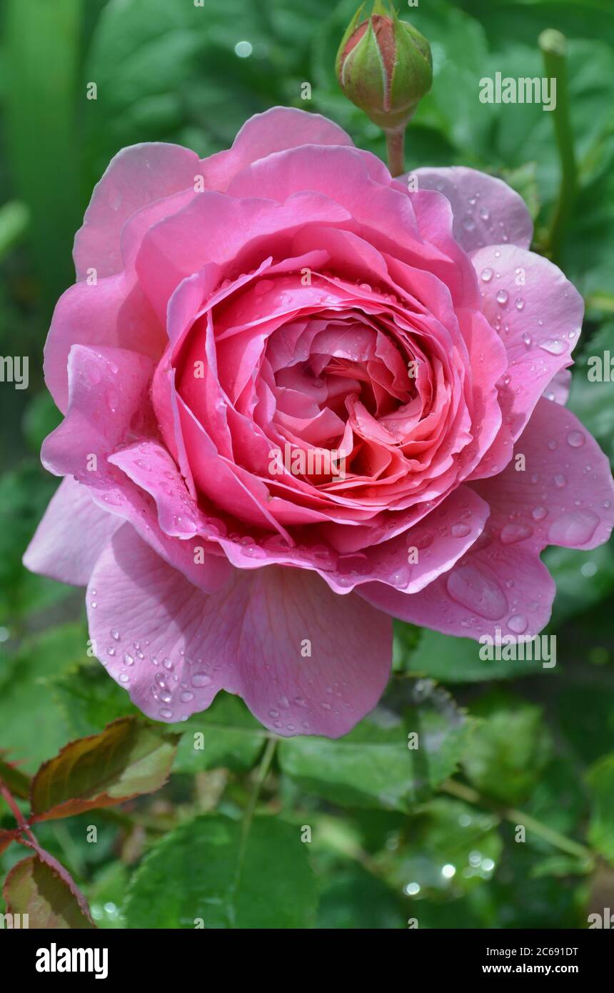 English rose in garden. English pink rose in the summer garden Stock ...