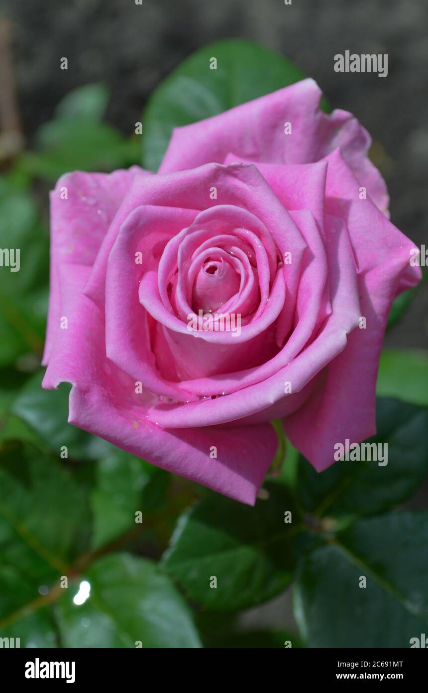 Pink rose bush in english garden. Rose Princess Alexandra of Kent Stock ...