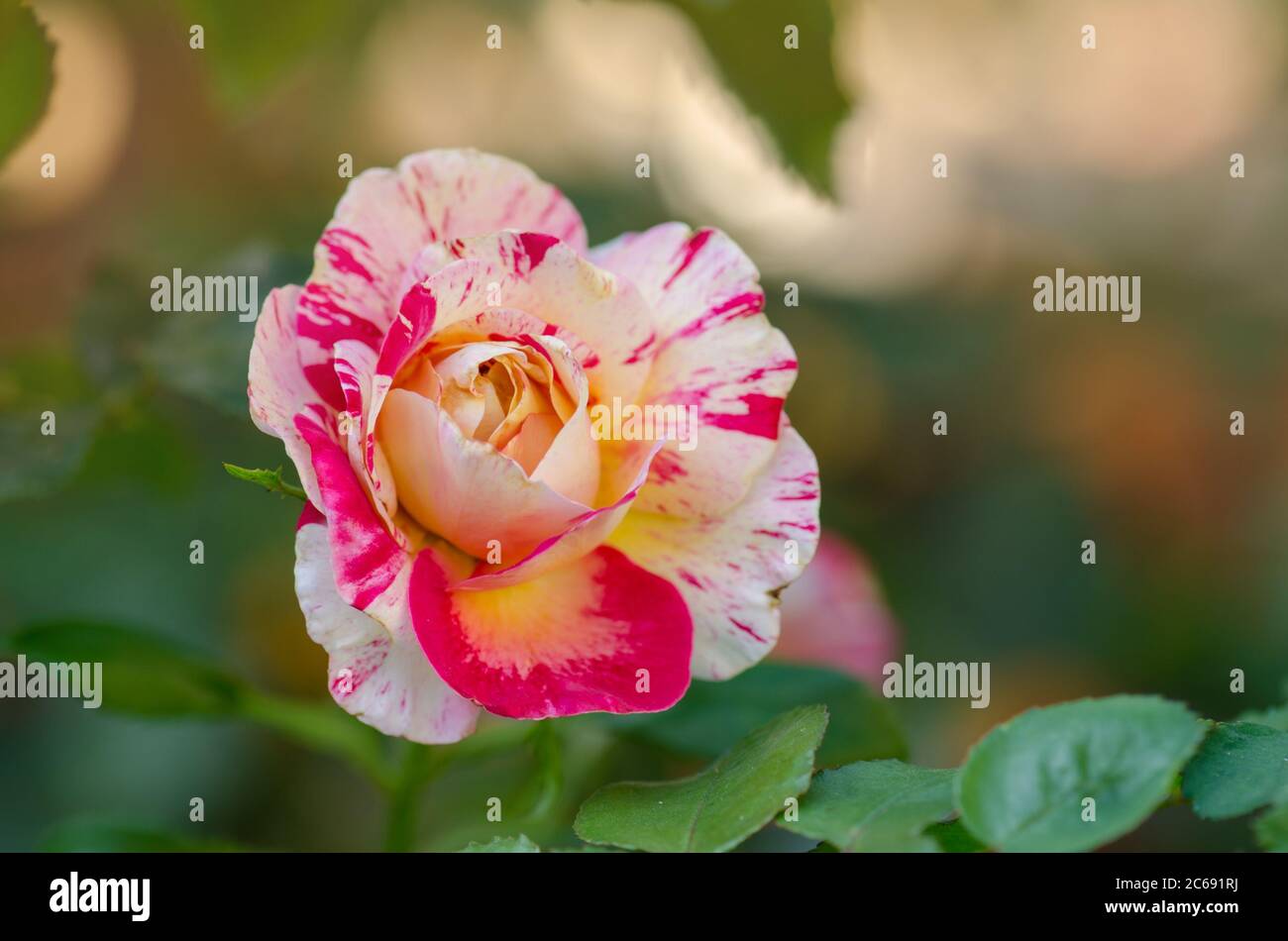 Striped pink yellow rose grown. Bicolor yellow rose flower with pink ...