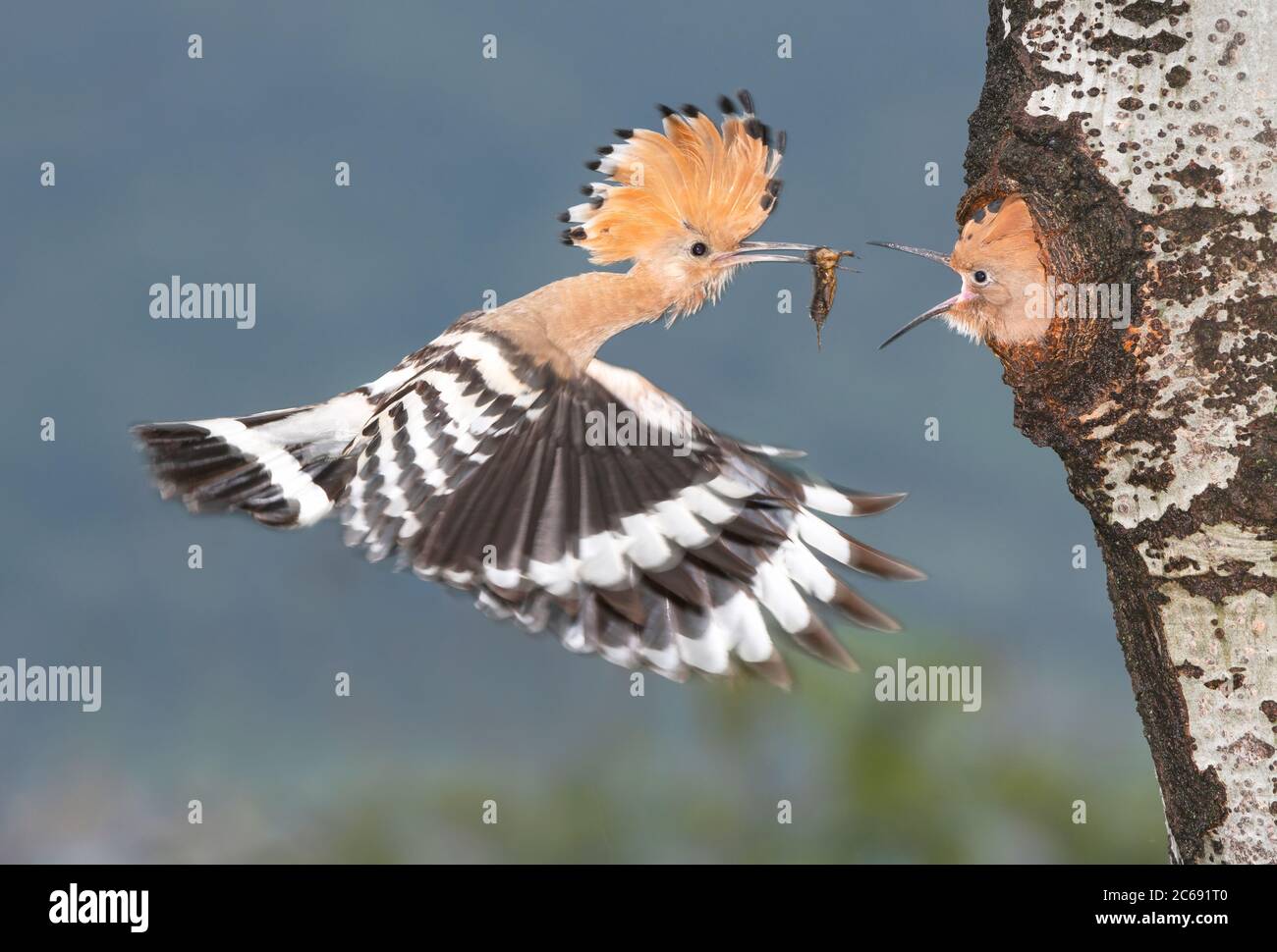 Eurasian Hoopoe flying towards its nest Stock Photo - Alamy