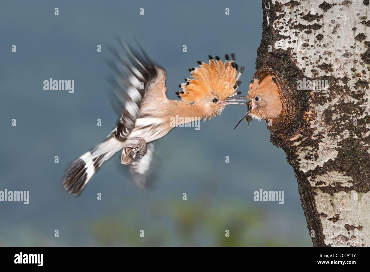 Eurasian Hoopoe flying towards its nest Stock Photo - Alamy