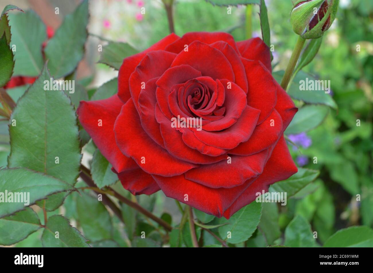 Red rose flower background. Red roses on a bush in a garden. Red rose ...