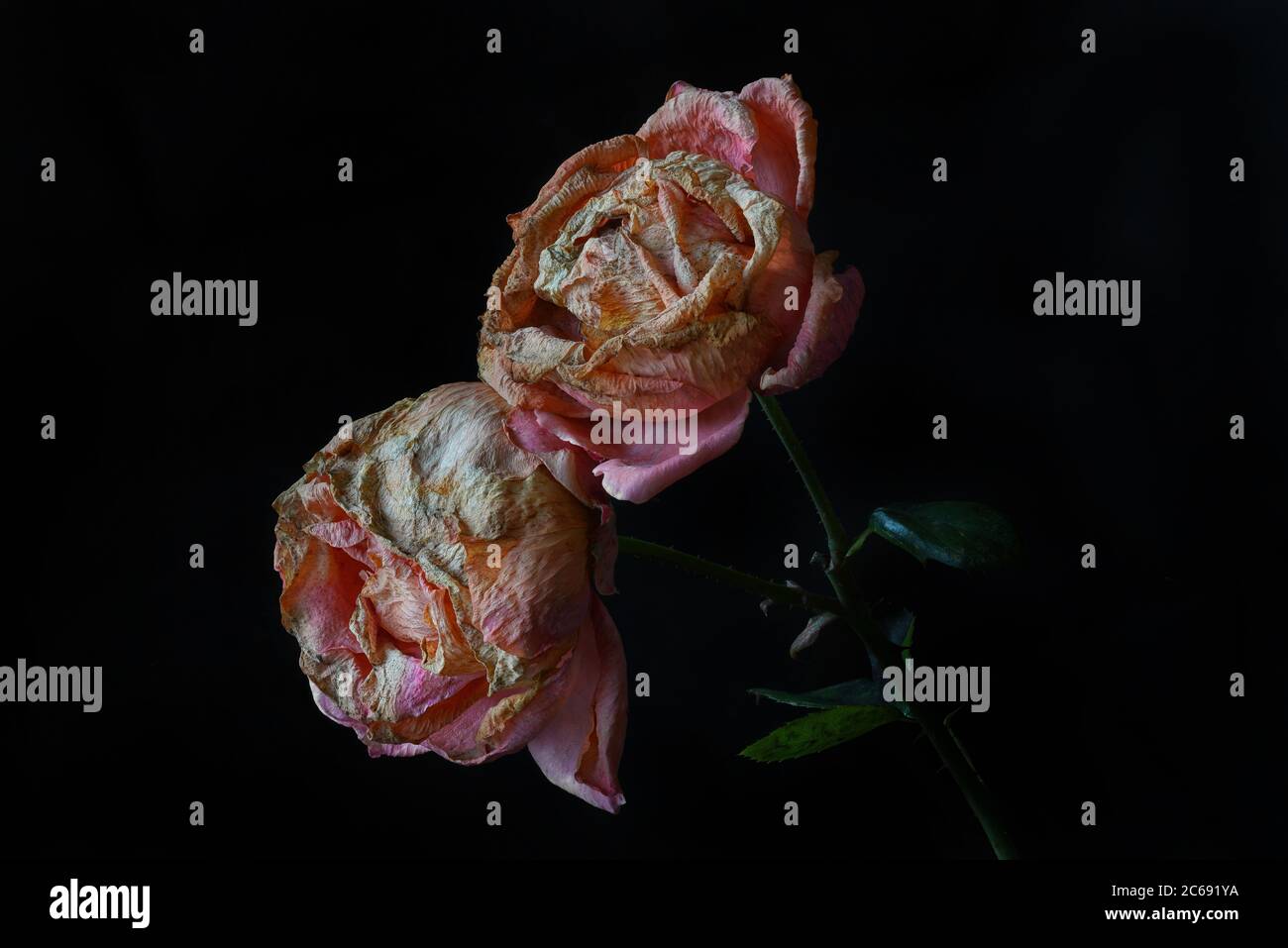 faded rose against dark background Stock Photo - Alamy