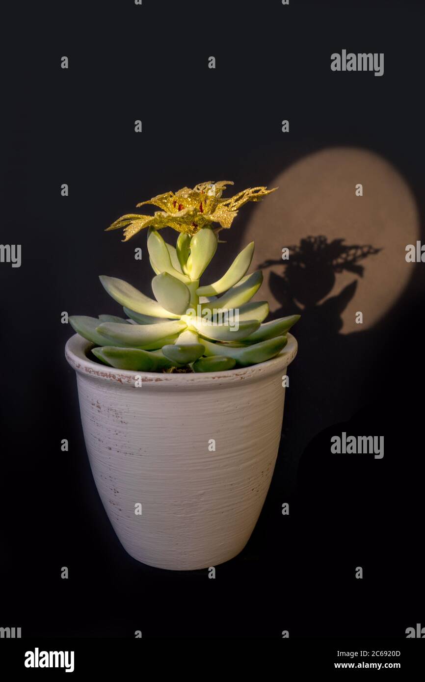 Succulent with a golden flower on a black background. A beautiful ...